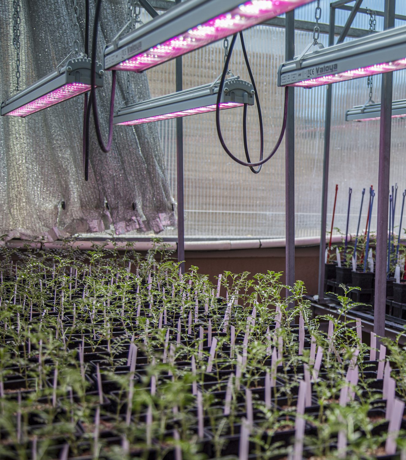 From single seed to pure breed - Research Impact at UWA